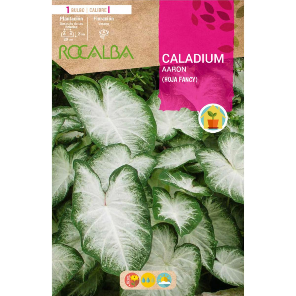 Caladium Aaron Hoja fancy verde oscuro y | Leroy Merlin