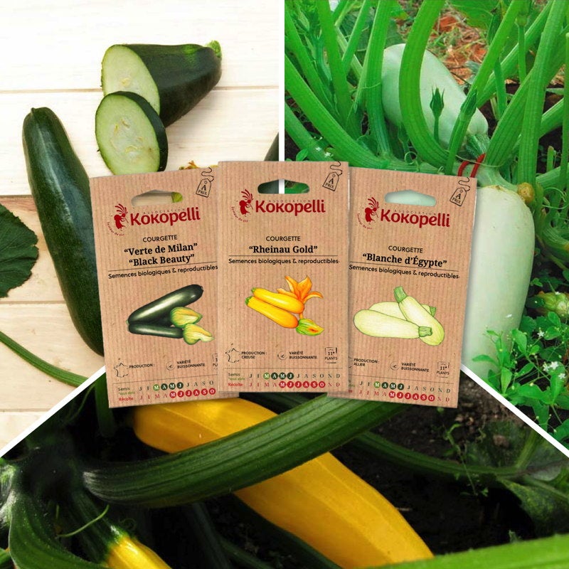 Courgettes Colorées - 3 sachets de graines bio à semer | Leroy Merlin