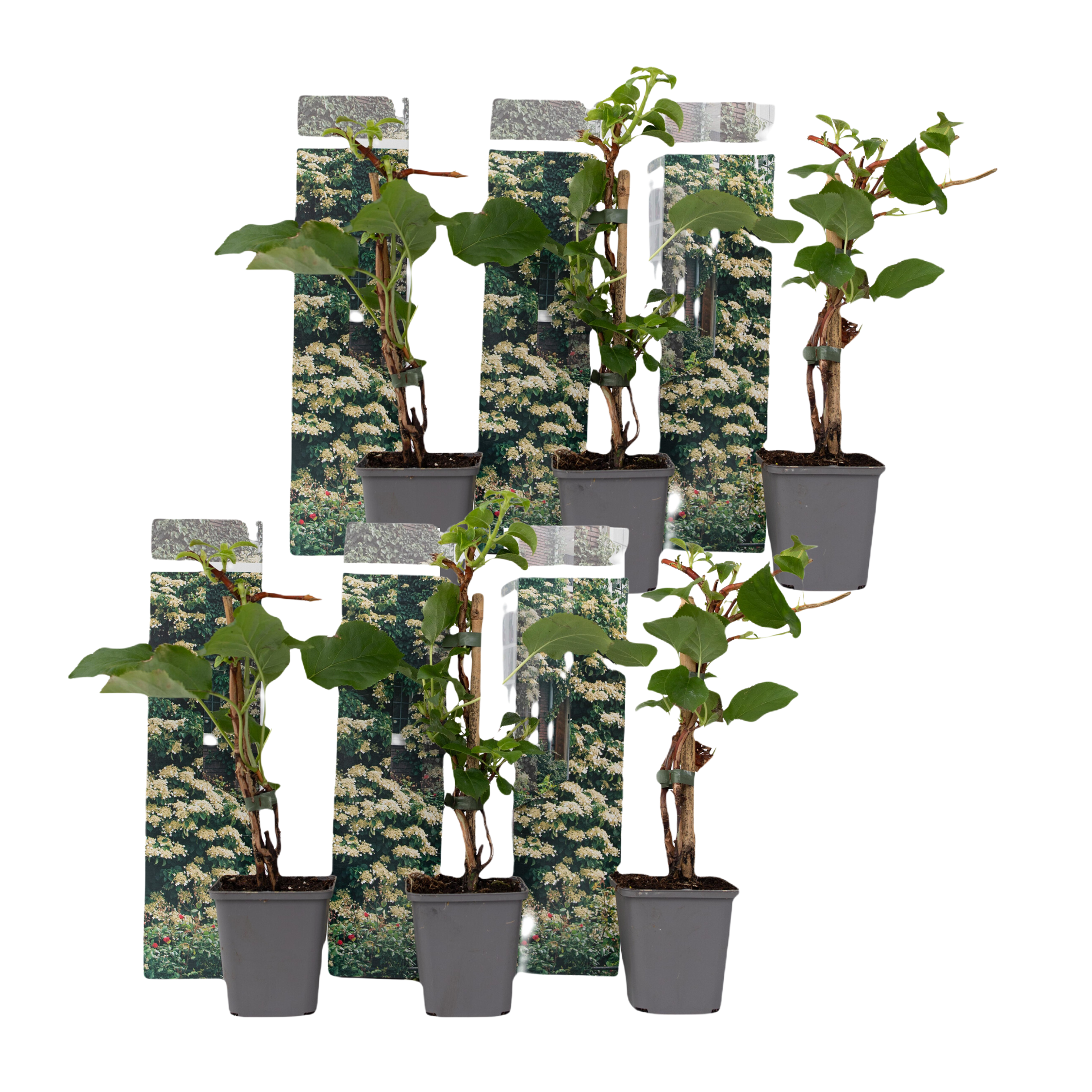 Hortensia grimpant - Set de 6 - Hydrangea anomale petiolaris - H25-40cm ...
