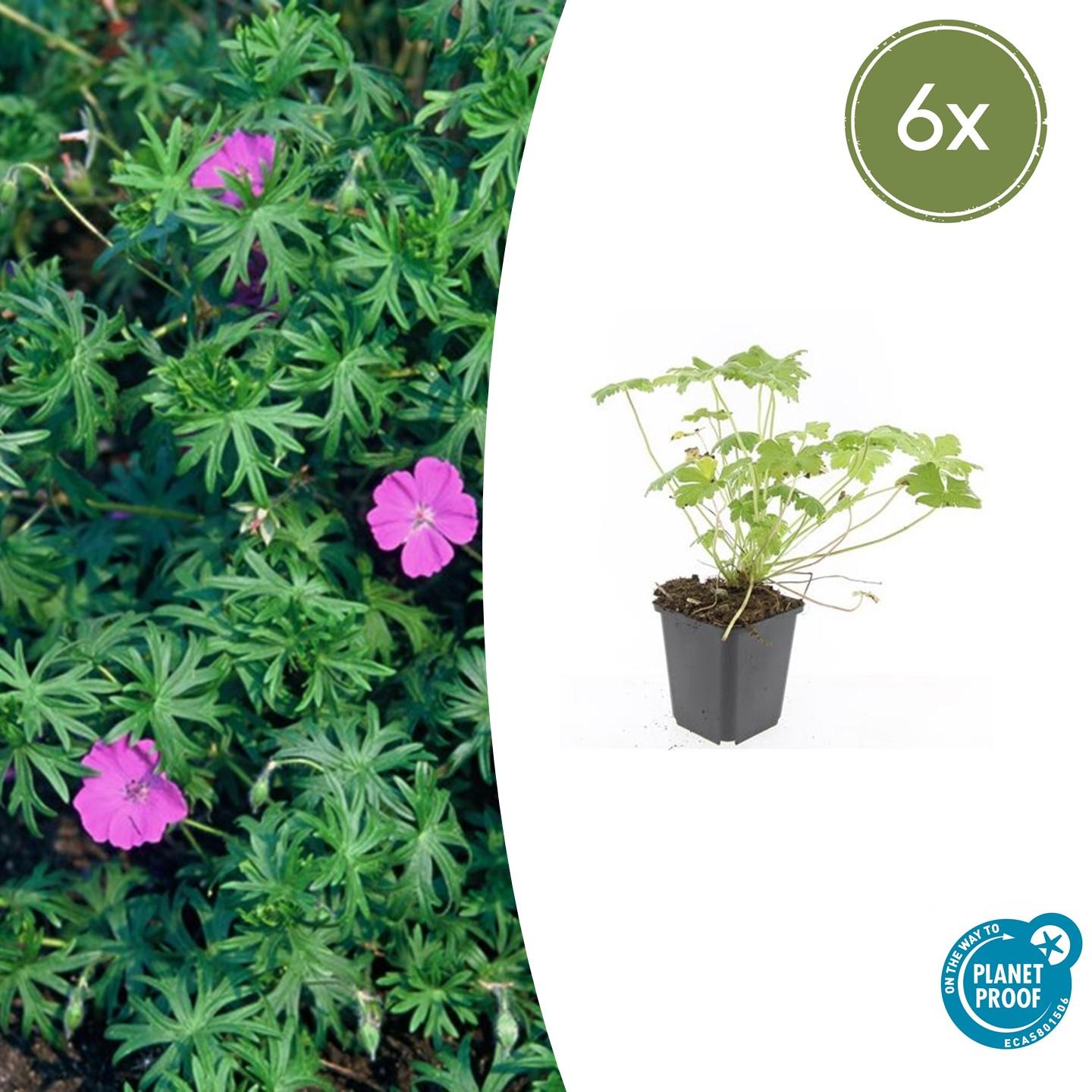 6x Plante Geranium 'Tiny Monster' fleurs violettes - ↕10-25cm - Ø9cm ...