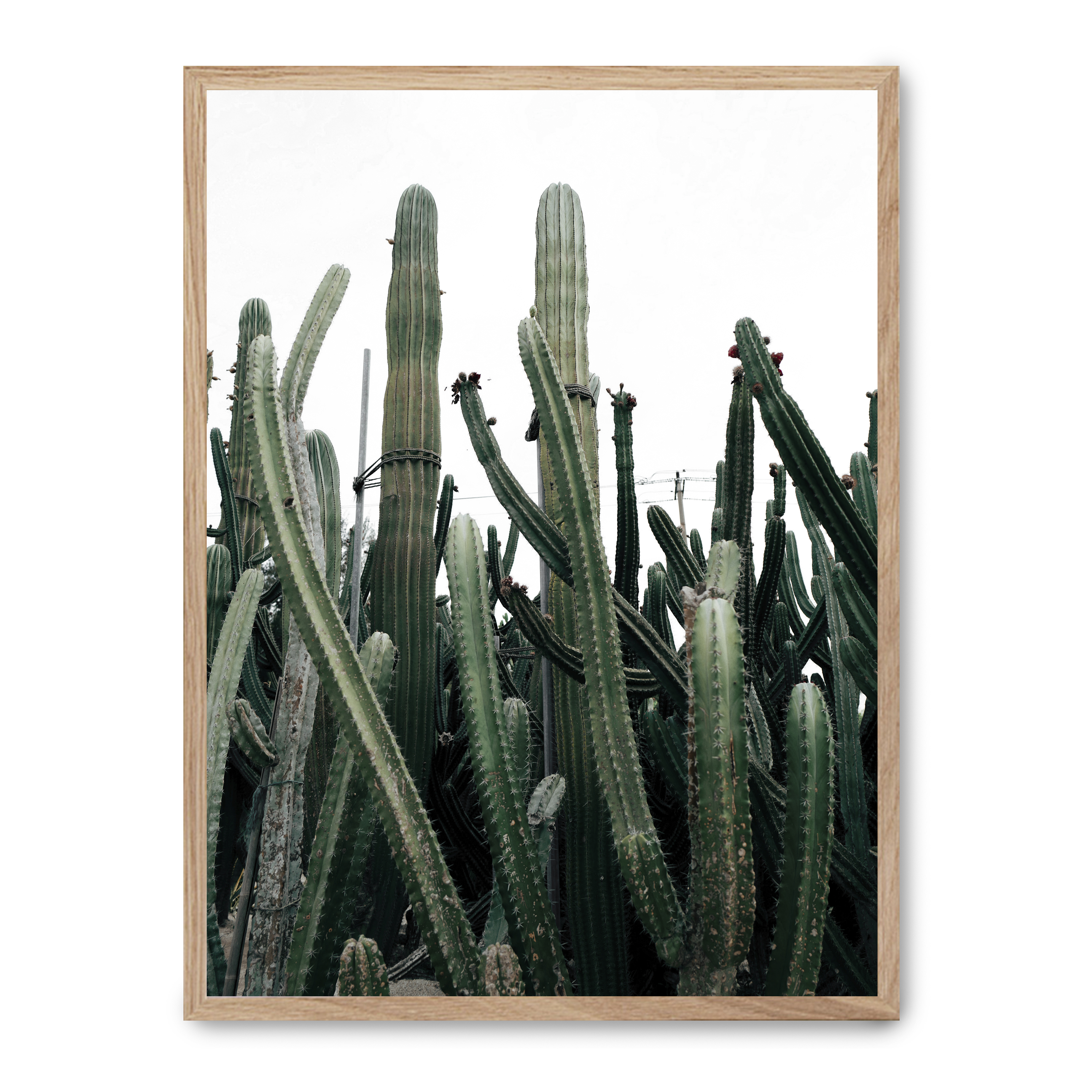 Cuadro Cactus III, marco premium chapado en roble, 50x70 cm | Leroy Merlin