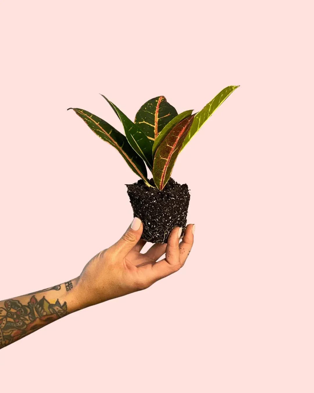 Croton Petra Rounded | Mini Plantas Naturales Interior | Pur Plant ...