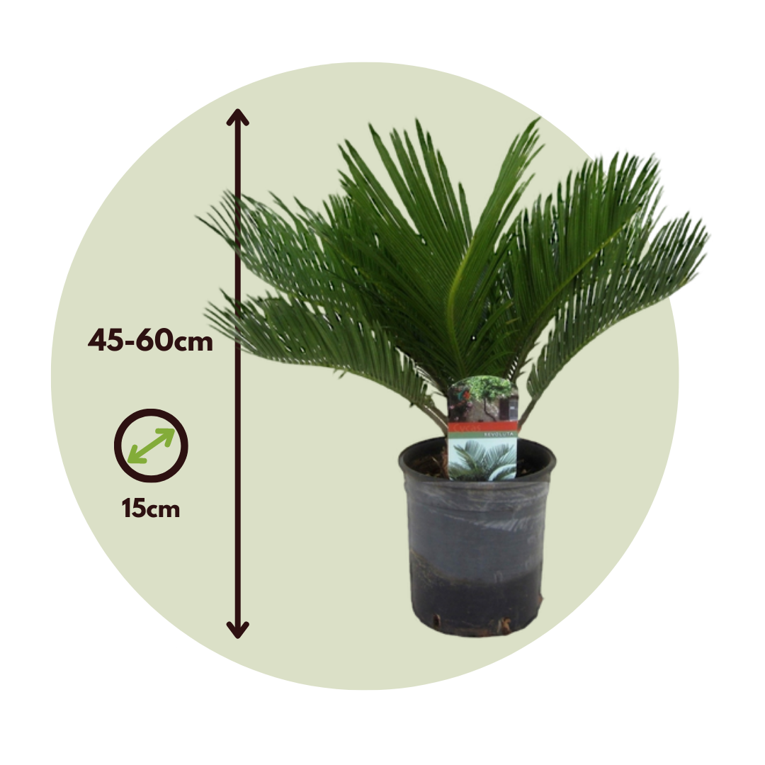 Palma de Sagú - 2 pzs - Cycas revoluta - Altura 45-60cm - ⌀15cm | Leroy ...