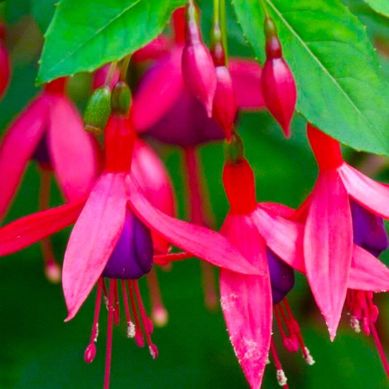 Fuchsia 'Bernisser Hardy' (Fuchsia 'Bernisser Hardy') - Godet - Taille ...
