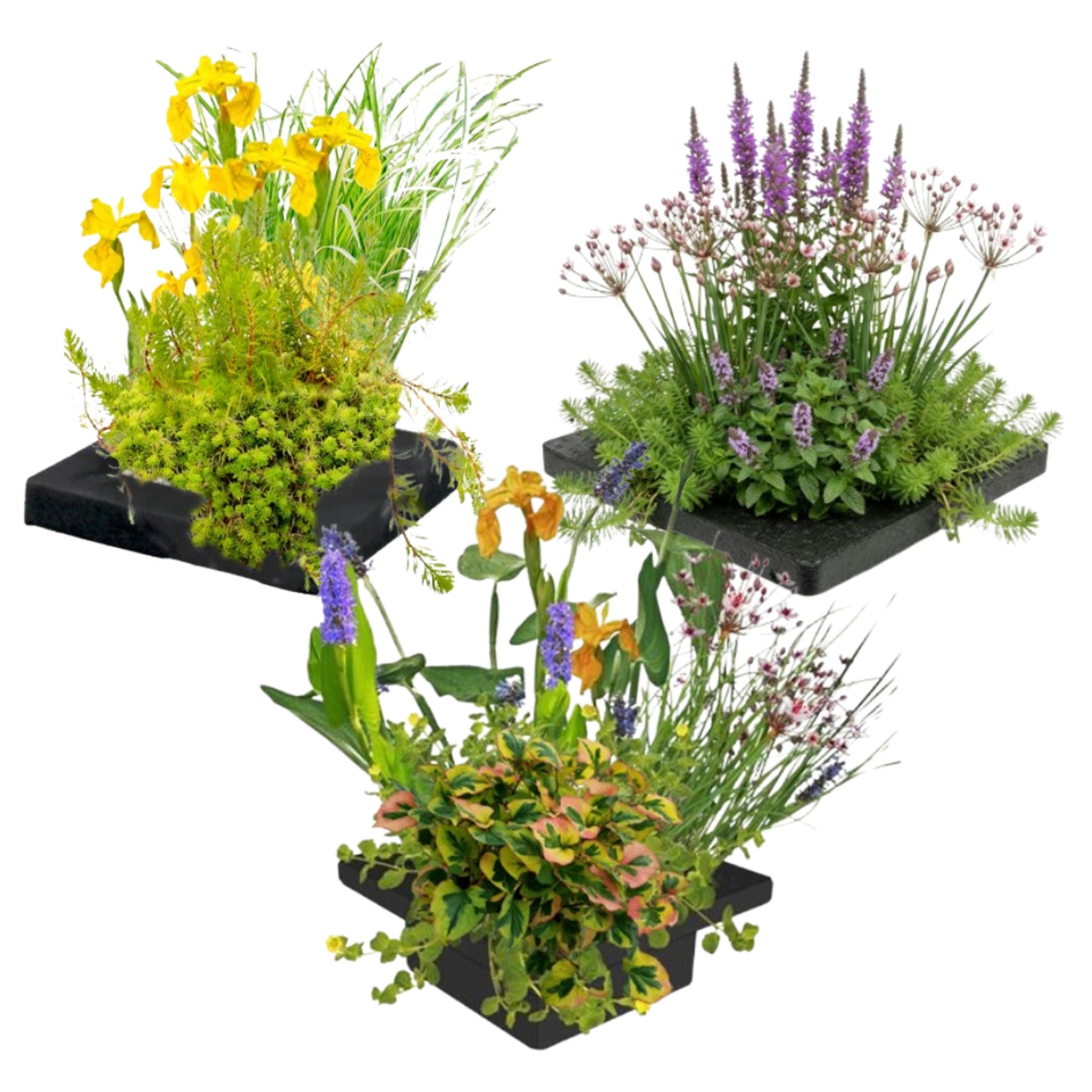Ensemble de 3 îlots pour plantes d'étang - 12 Plantes aquatiques ...
