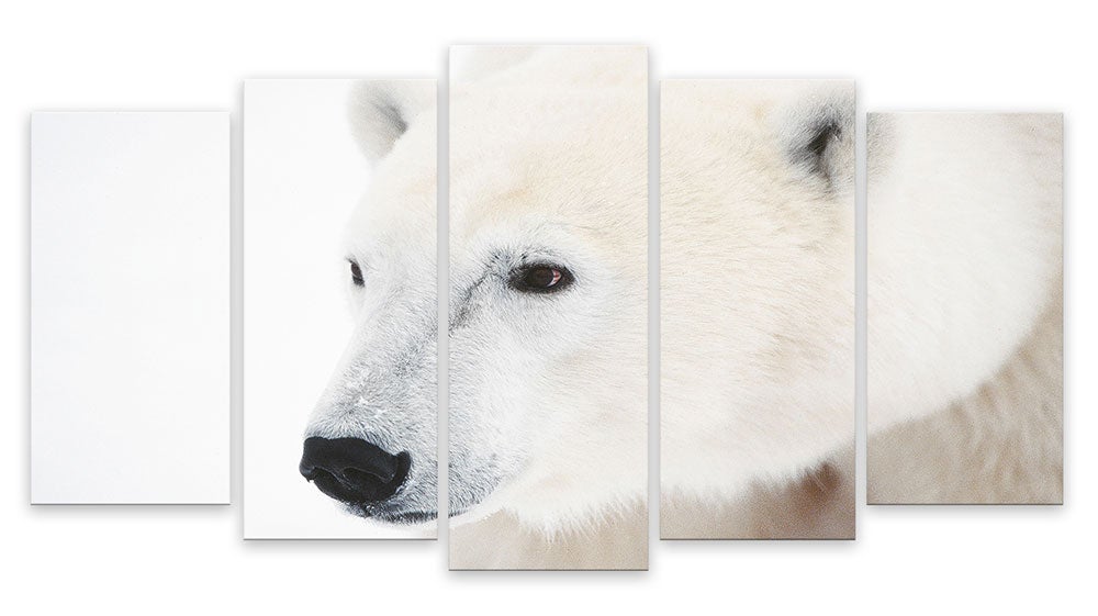 Tableau 5 parties Tableau photo portrait ours polaire - 150x80 cm ...