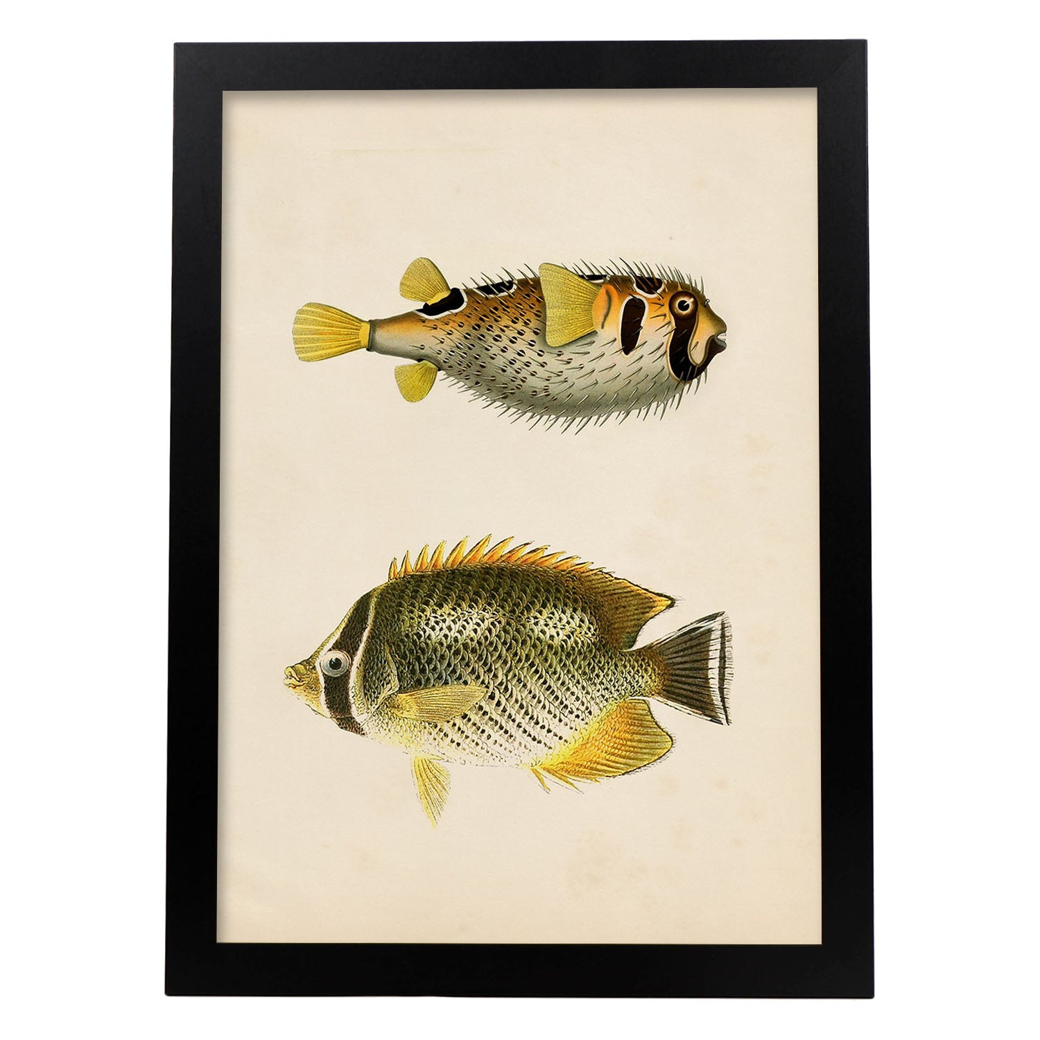 Lámina De Dos Peces Amarillo Gris Y Negro En , Fondo Papel Vintage. Sin ...
