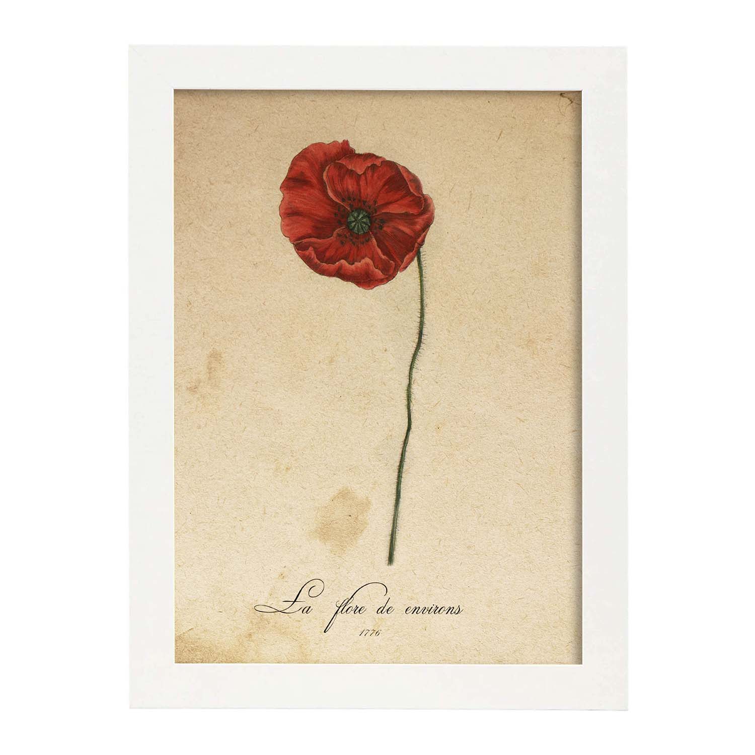 Affiche De Fleurs Vintage. Lamina La Flore Des Virons Avec Design ...