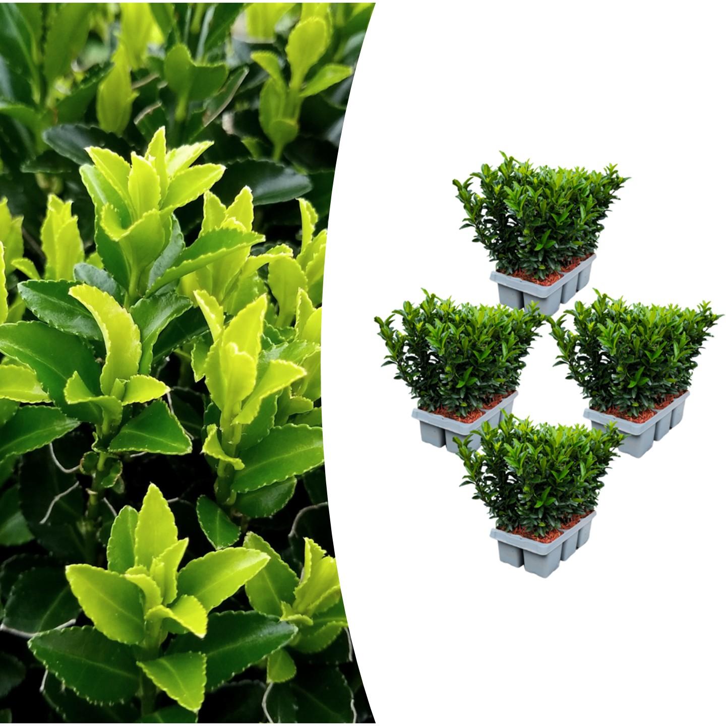 4 x Euonymus 'Green Spire' – Pack 6 plantas – Ø 7 cm – Altura 15 cm ...