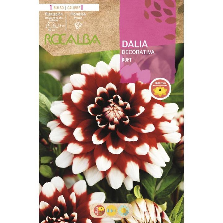 Bulbo Dalia decorativa Granate punta blanca 1 | Leroy Merlin
