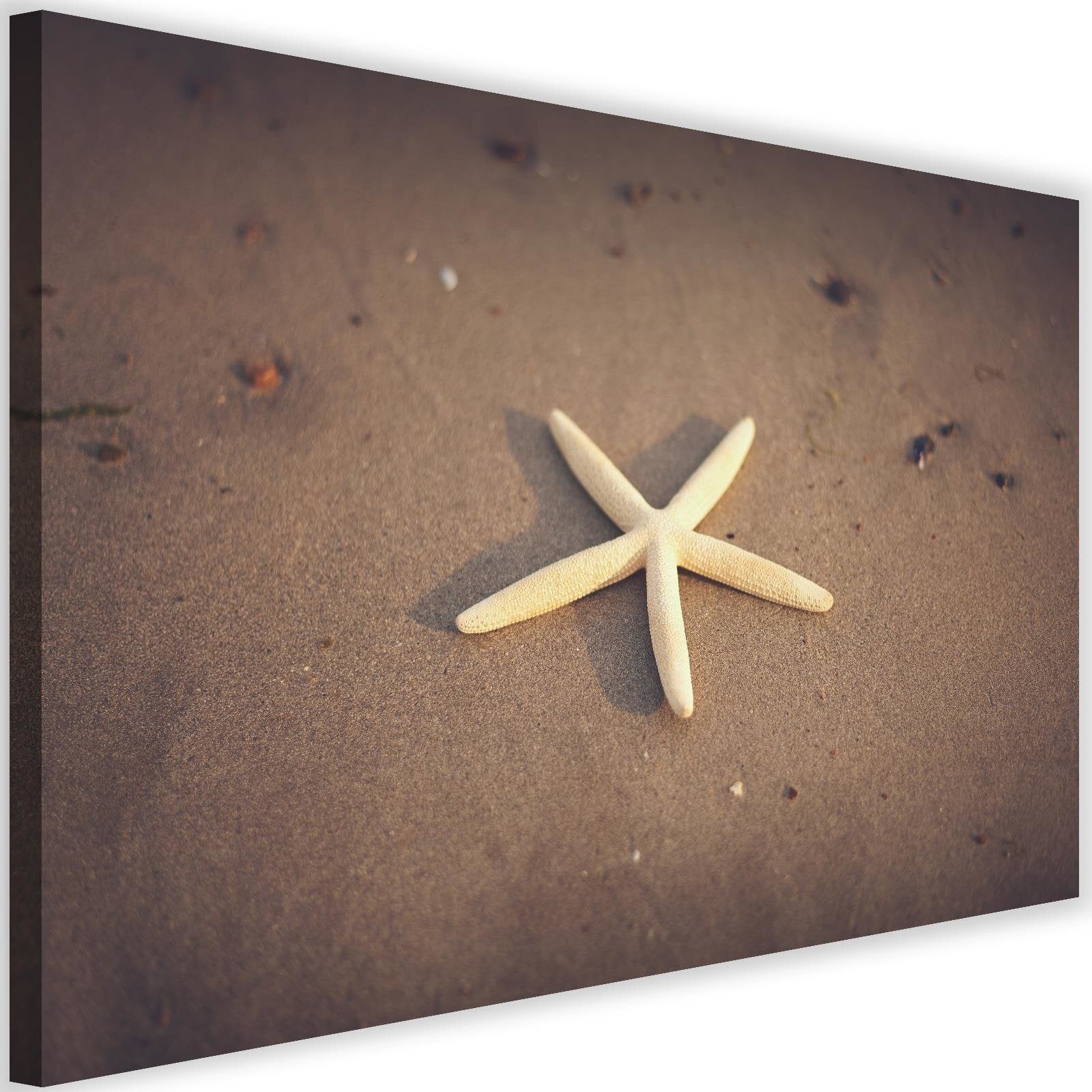 Tableau étoile de mer - 60 x 40 cm | Leroy Merlin