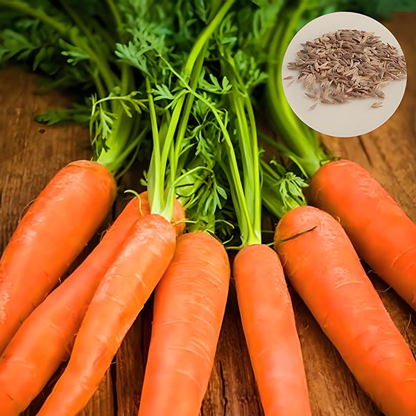 Graines de Carottes Croquantes - 400 Graines pour Potager de Balcon ...