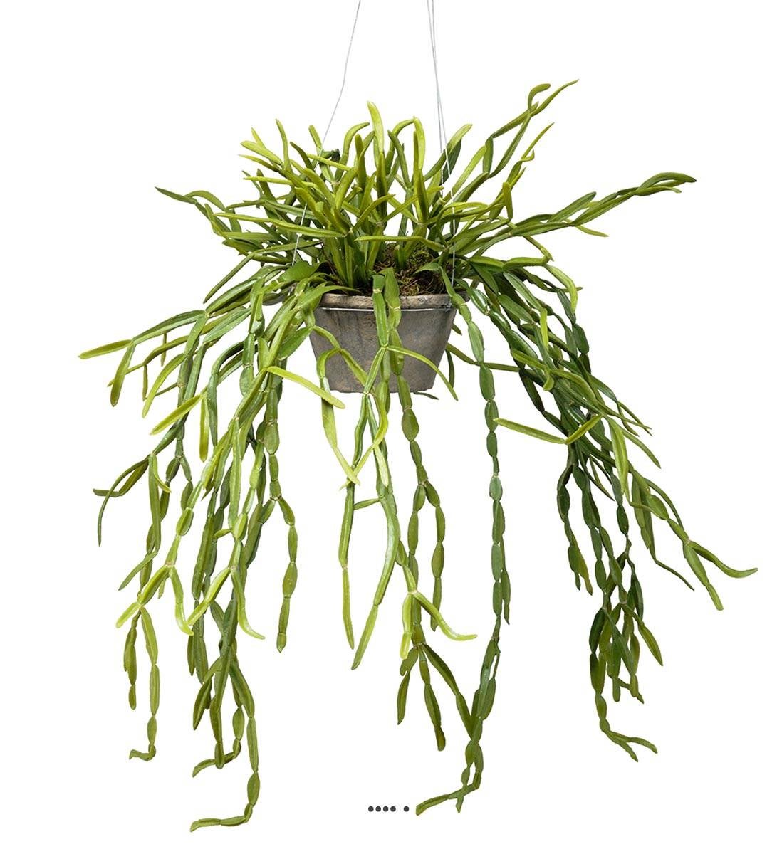 Rhipsalis artificiel, cactus gui, suspendu L 55 cm | Leroy Merlin