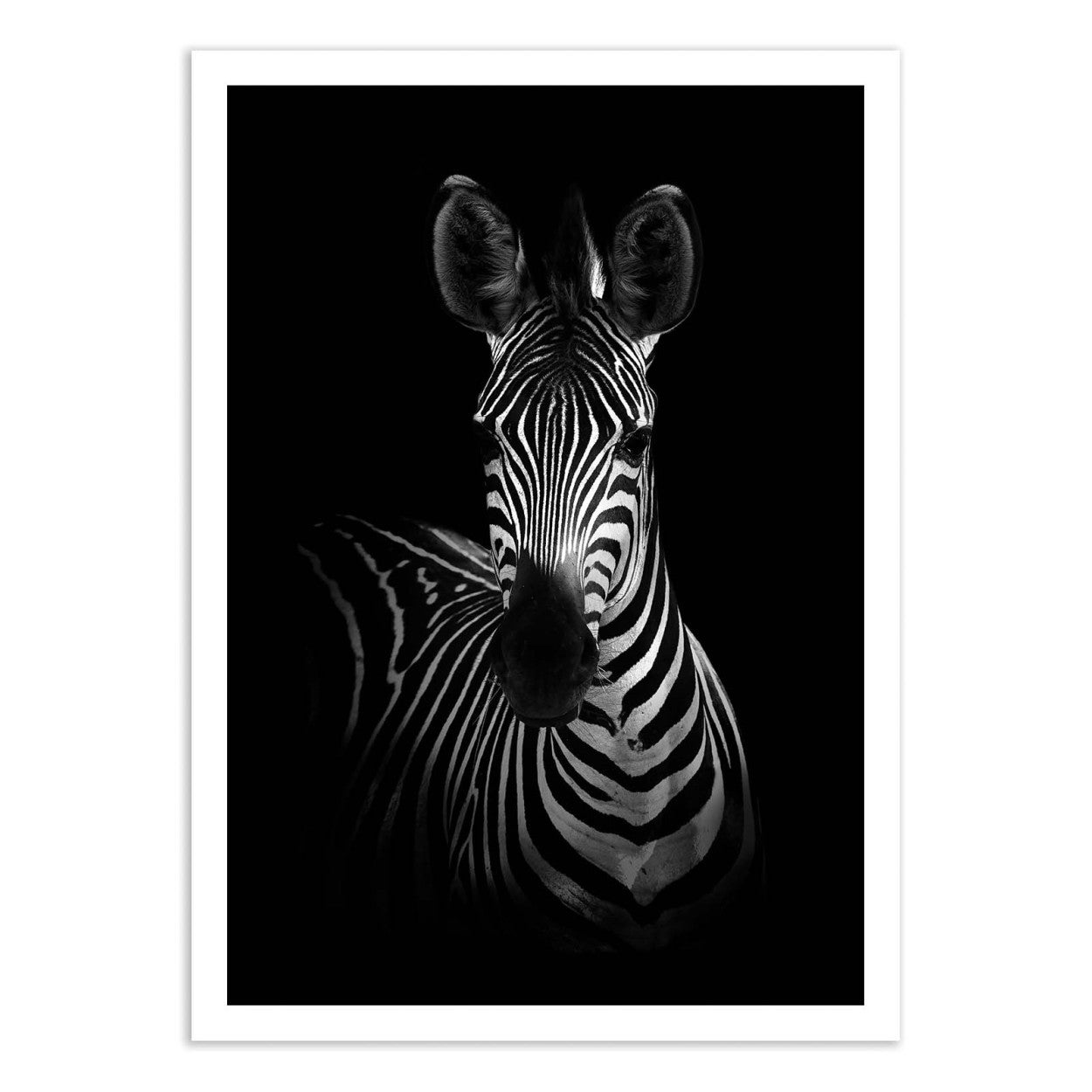 Affiche d’art 30 x 40 cm - The Zebra - Wildphoto | Leroy Merlin