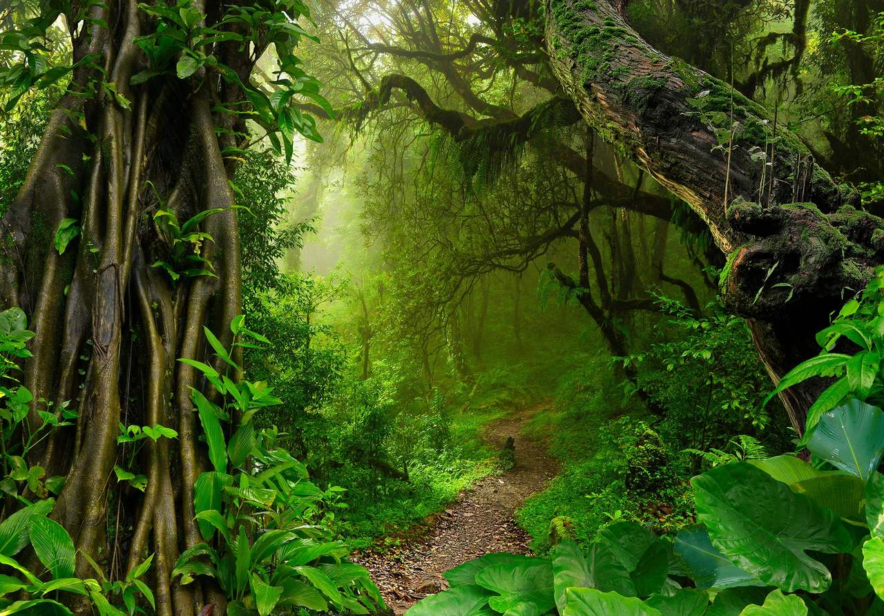 Papier Peint Intissé Panoramique Jungle Forêt Nature Paysage Tropical ...