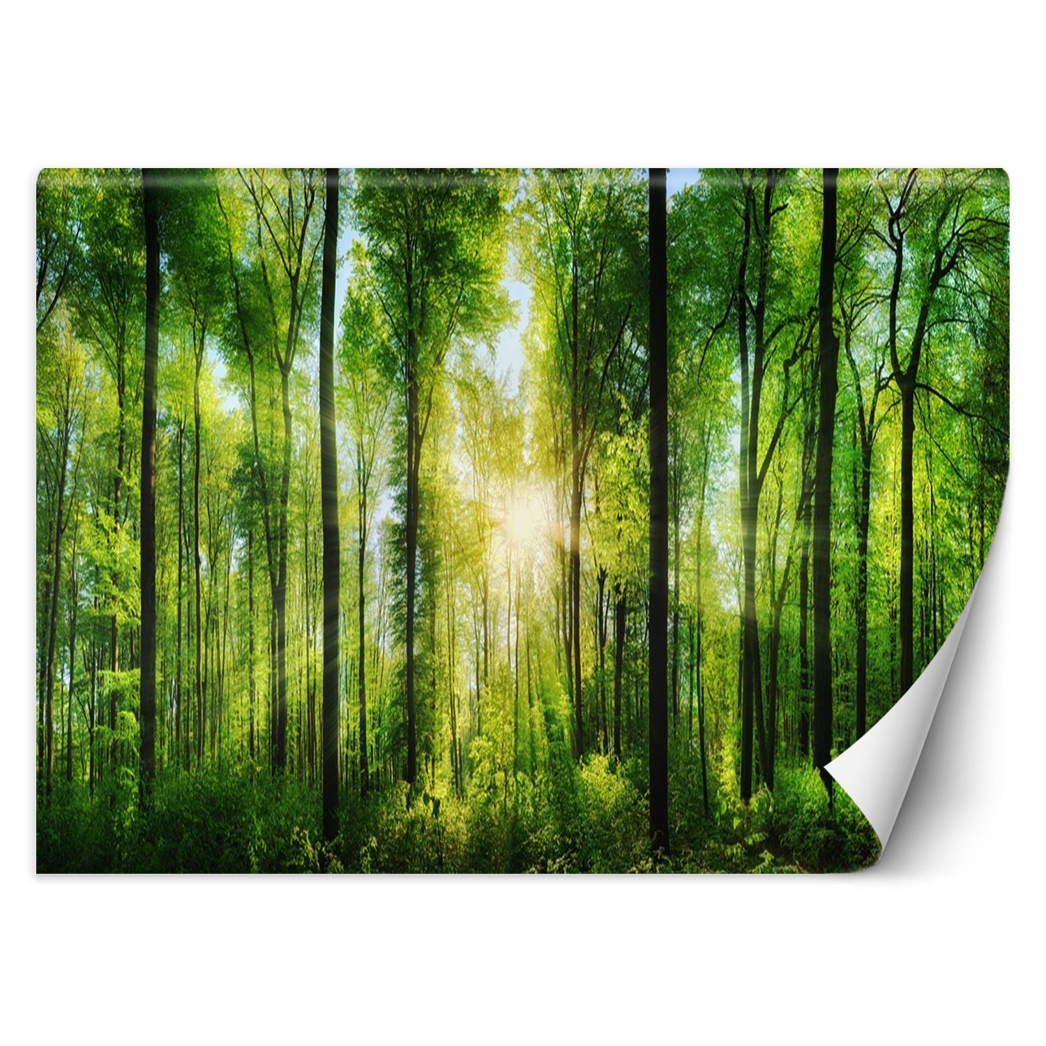 Papier peint mural, Rayons de soleil dans la forêt verte - 300x210 ...