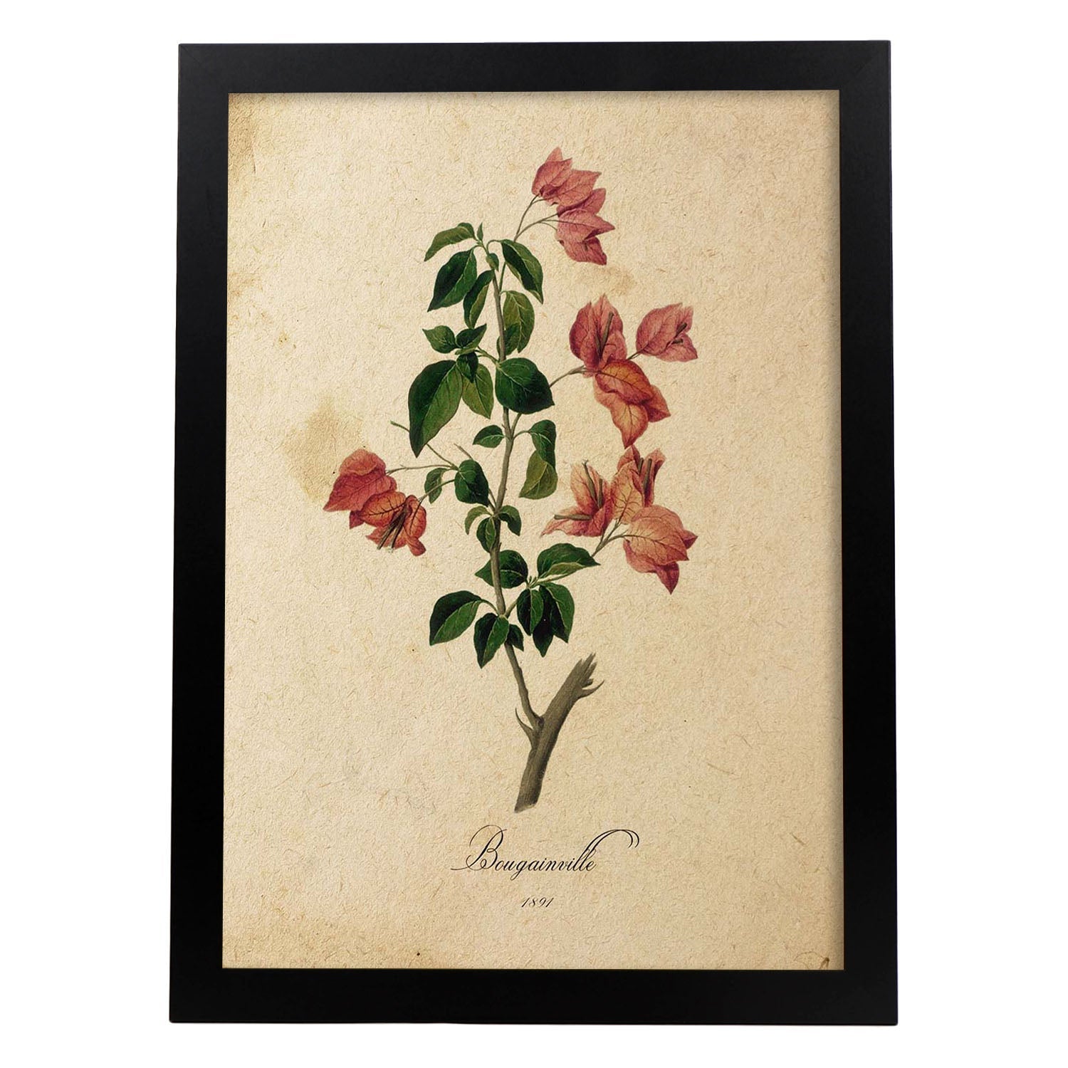 Affiche De Fleurs Vintage. Bougainville Lamina Avec Design Vintage ...