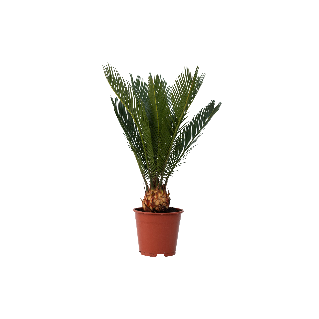 Sagou du Japon - Cycas revoluta - Hauteur 45-60cm - ⌀15cm | Leroy Merlin