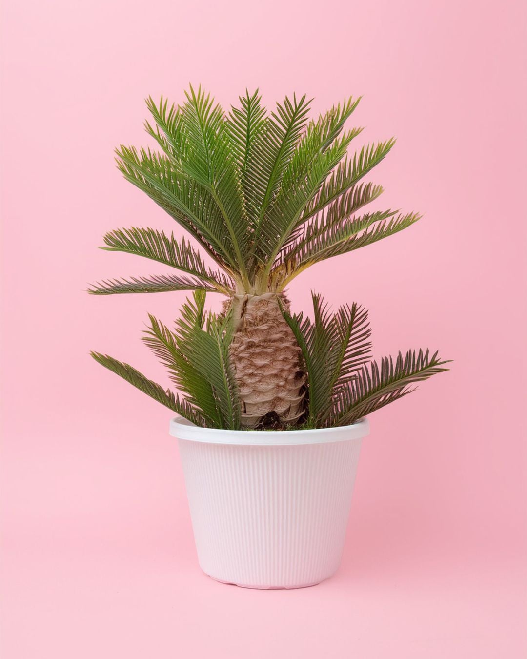 Cyca Revoluta XL | Plantas Naturales Exterior | Pur Plant | Leroy Merlin
