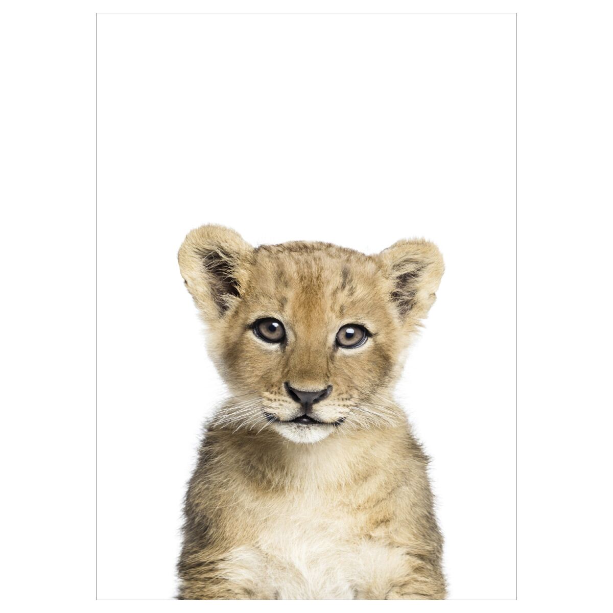 Póster -Kathrin Pienaar - Baby Lion 50 x 70 cm | Leroy Merlin