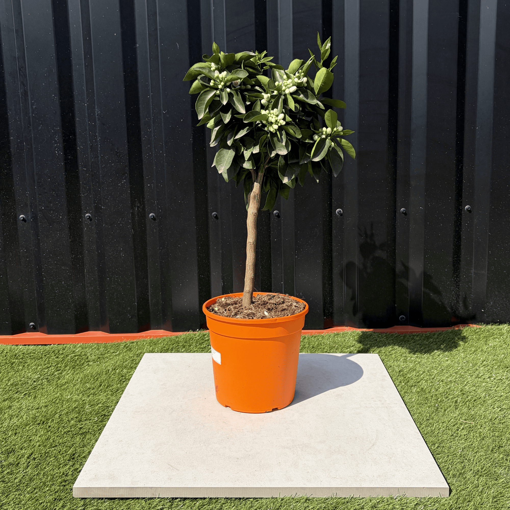 Oranger Citrus Sinensis Hauteur 70 cm | Leroy Merlin