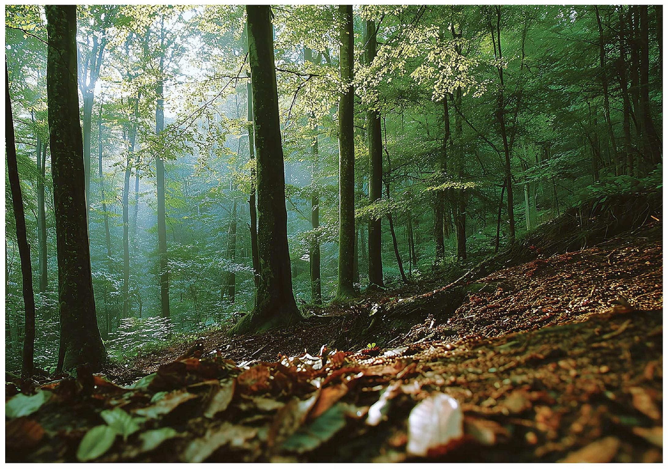 Papier Peint Forêt Arbres Nature Panoramique Intissé Pour Chambre ...