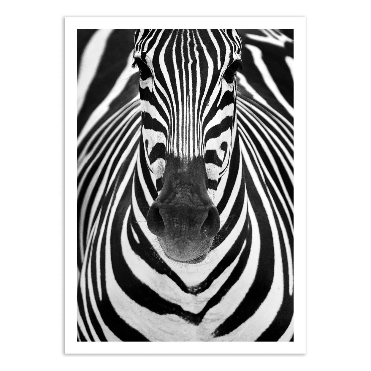 Affiche d’art 30 x 40 cm - Zebra Face - Juan Duran | Leroy Merlin