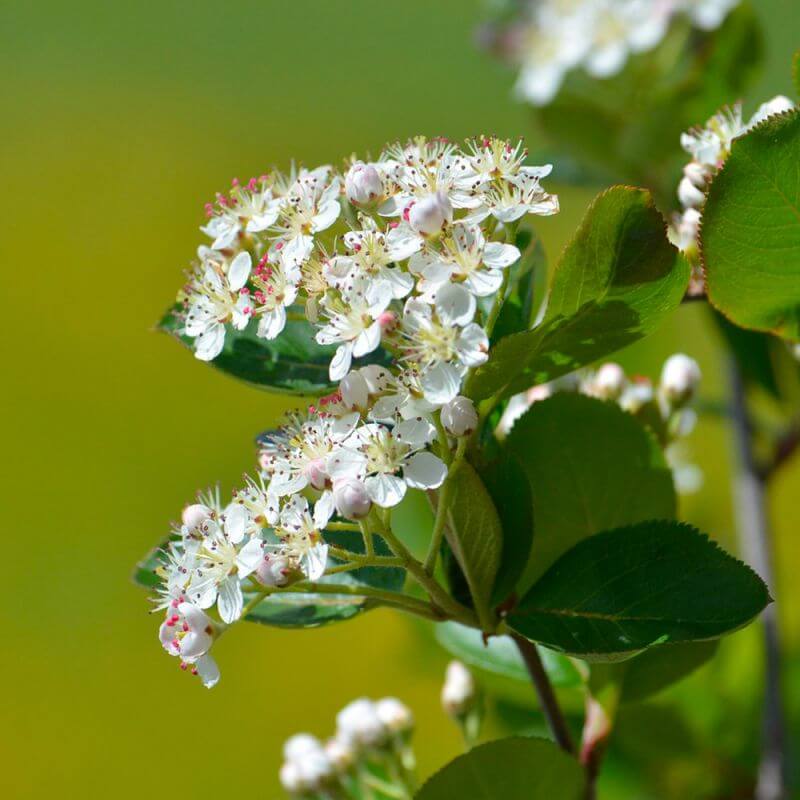 Aronie à feuilles d'arbousier 'Brilliant' (Aronia arbutifolia 'Brillant ...