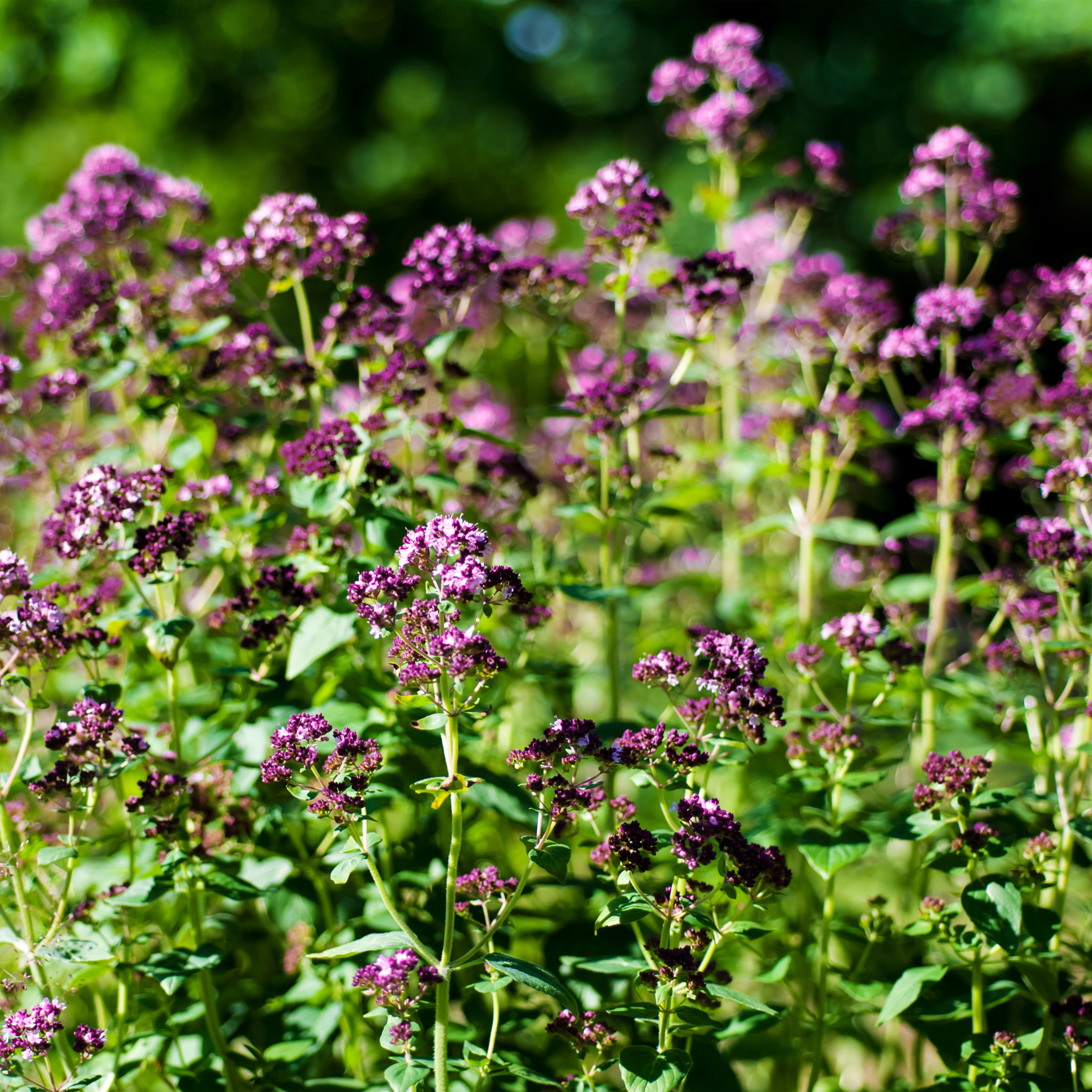 Lot de 3 - Origanum Vulgare - Plante d'origan - Plantes aromatiques - H ...