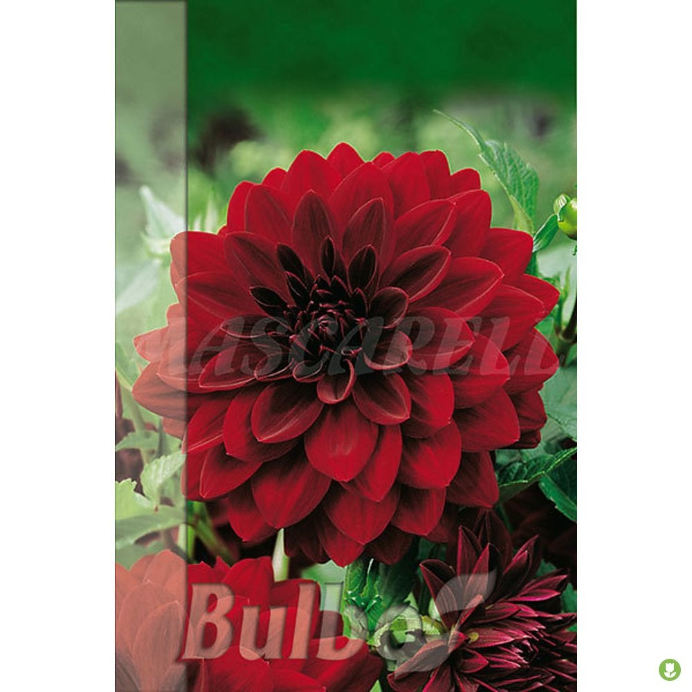 BULBO DALIA ARABIAN ROJO OSCURO | Leroy Merlin