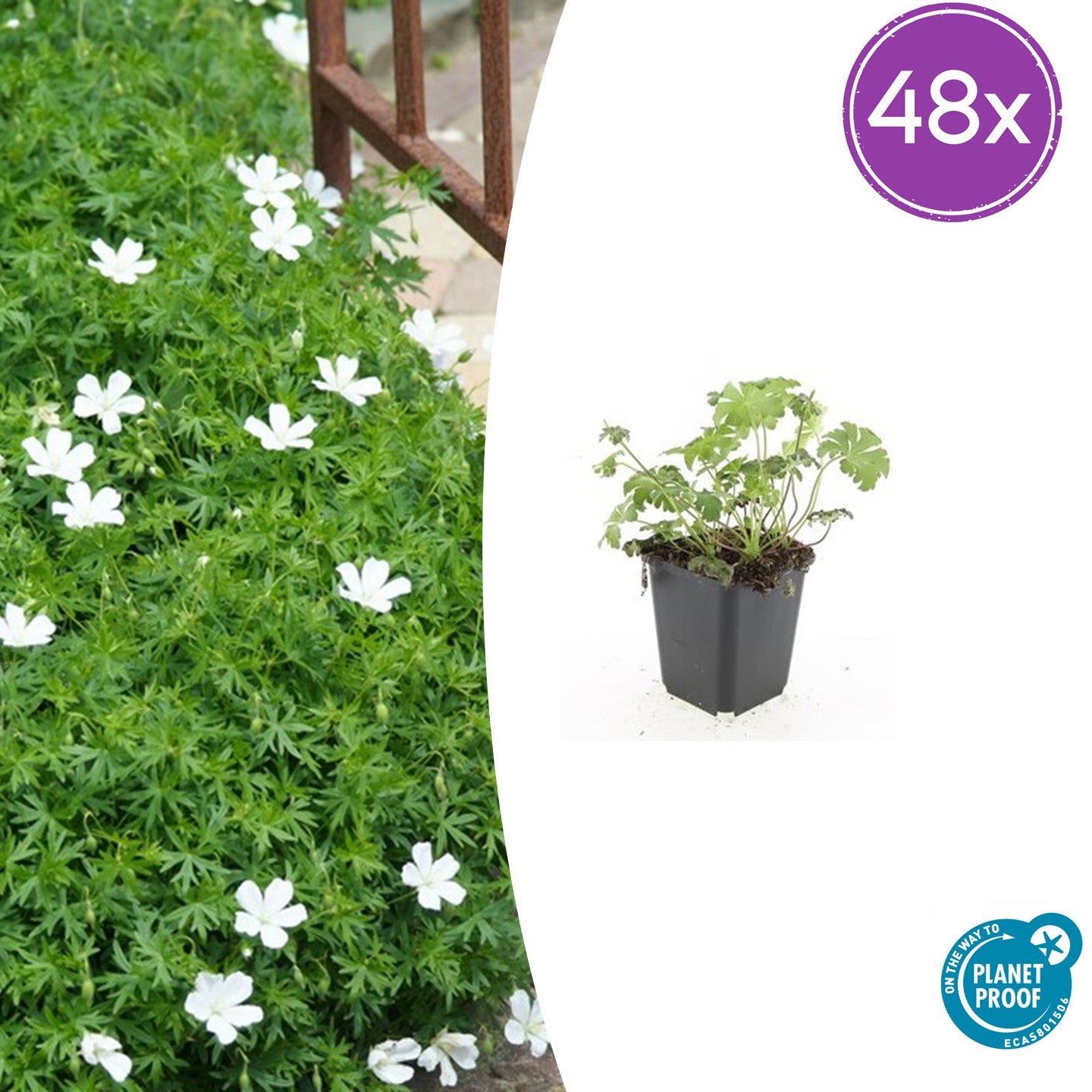 48x Planta Geranium sang. 'Album' - ↕10-25cm (altura) - Ø9cm (diámetro ...