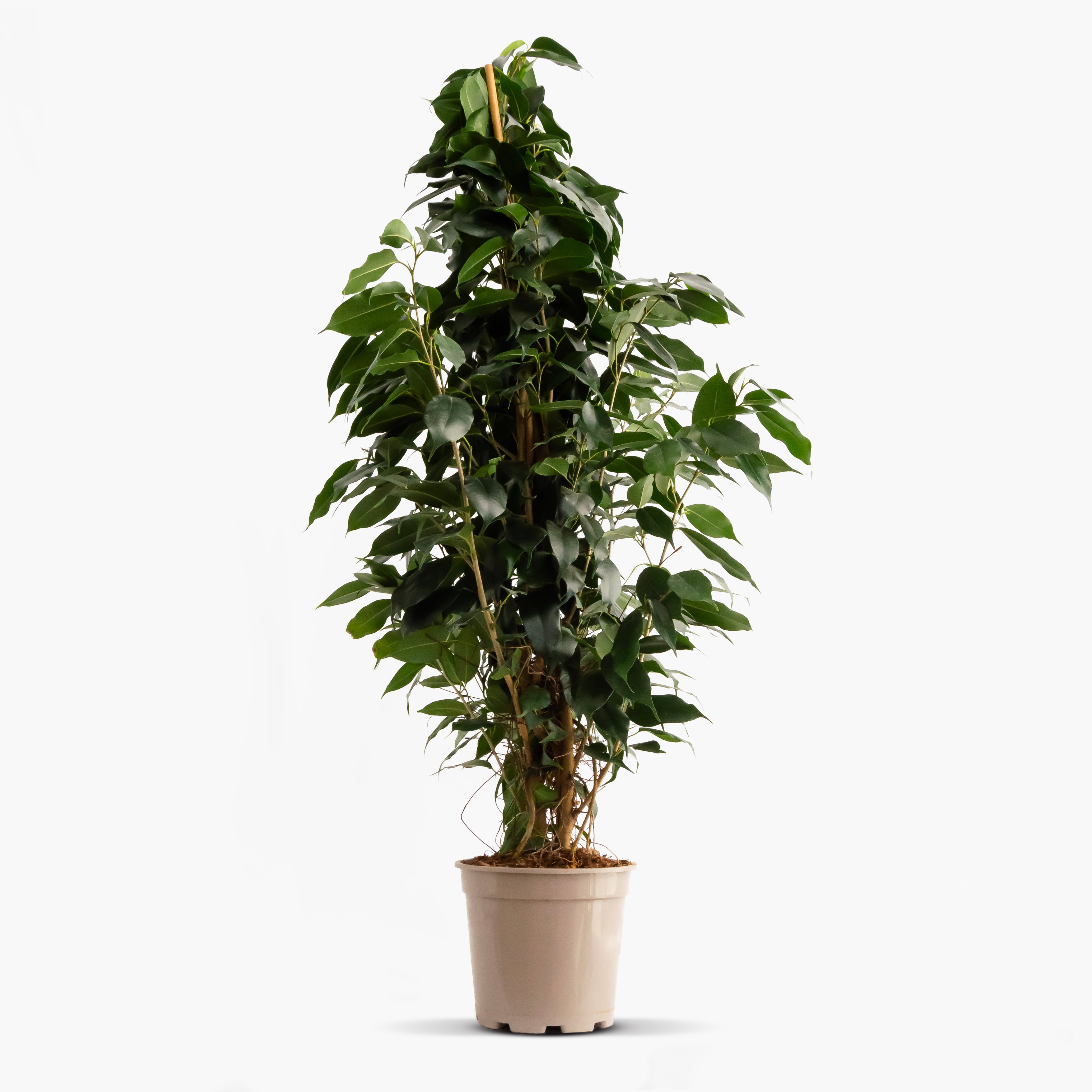 Ficus Benjamina "Danielle" Altura 80-90cm Planta Naural en maceta de ...