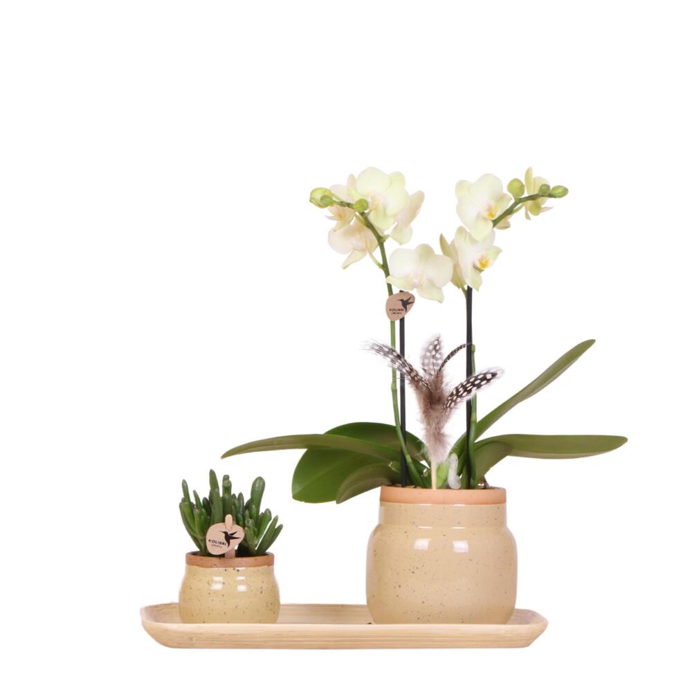 Colibri Orchidées - Set de plantes vertes avec orchidée Phalaenopsis ...