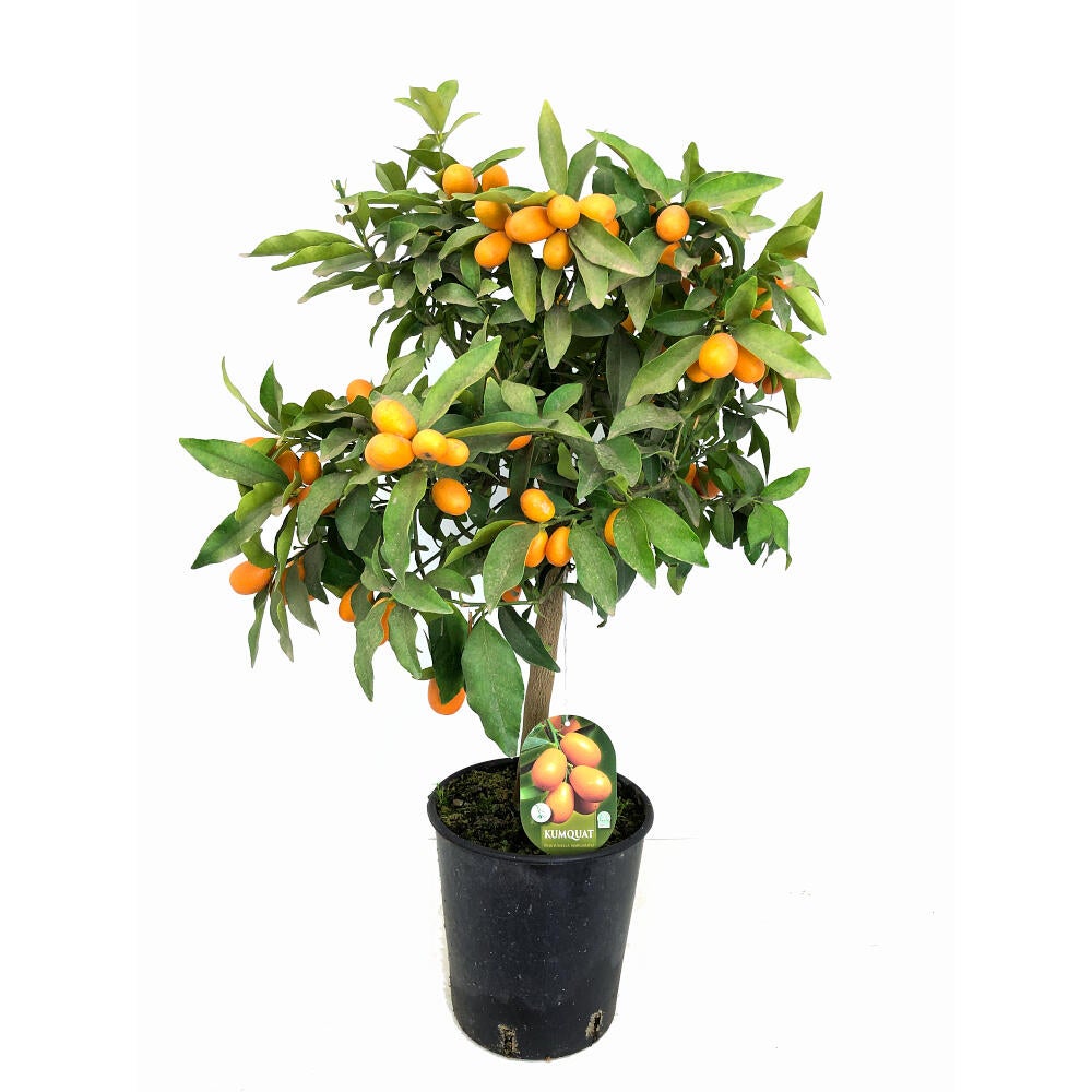 KUMQUAT M21 70CM (NARANJO CHINO) | Leroy Merlin