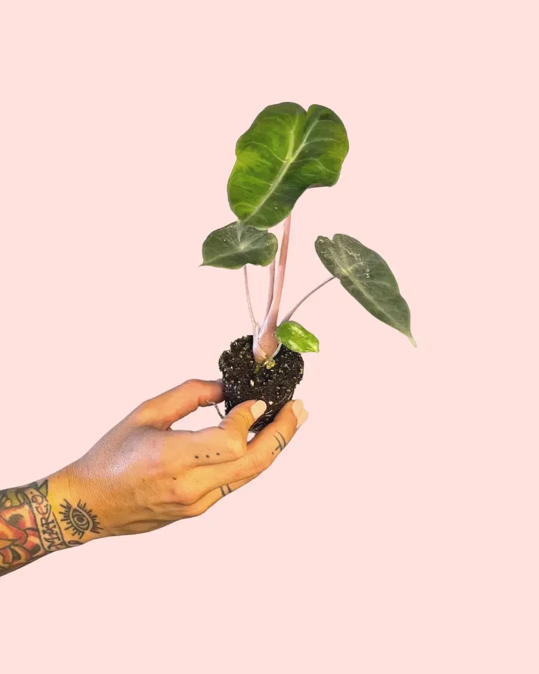 Alocasia Pink Dragon | Mini Plantas Naturales Interior | Pur Plant ...