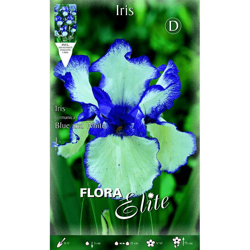 Bulbo Iris Germánica azul blanco 1 | Leroy Merlin