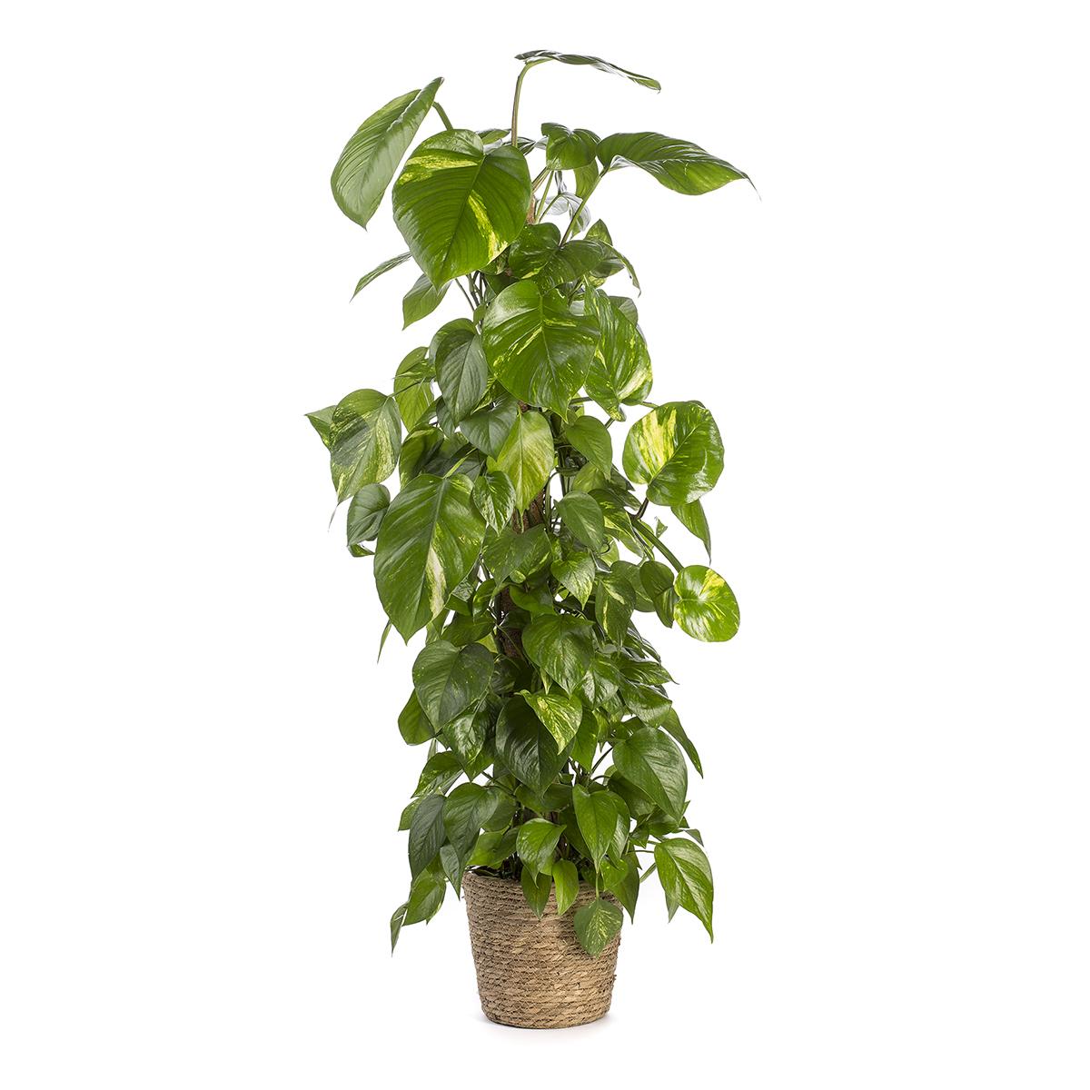 PLANETA HUERTO | Epipremnum Aureum o Poto - Planta Colgante de 100-110 ...