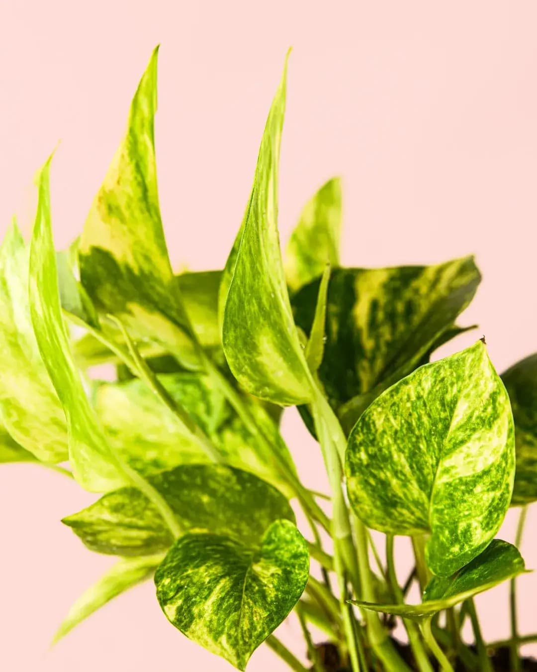 Golden Pothos | Plantas Naturales Interior | Pur Plant | Leroy Merlin