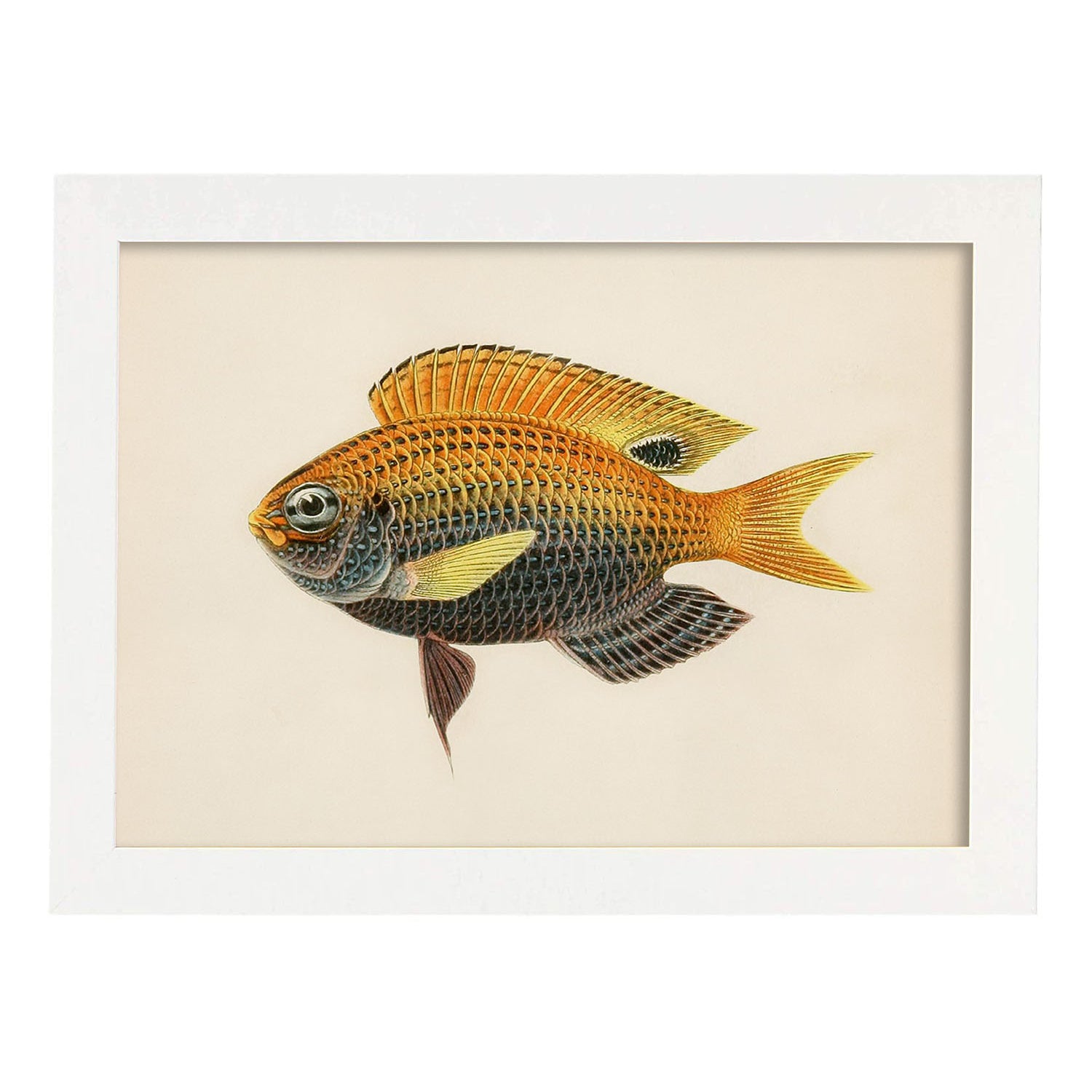 Lámina De Pez Amarillo, Gris Y Naranja En , Fondo Papel Vintage. Sin ...