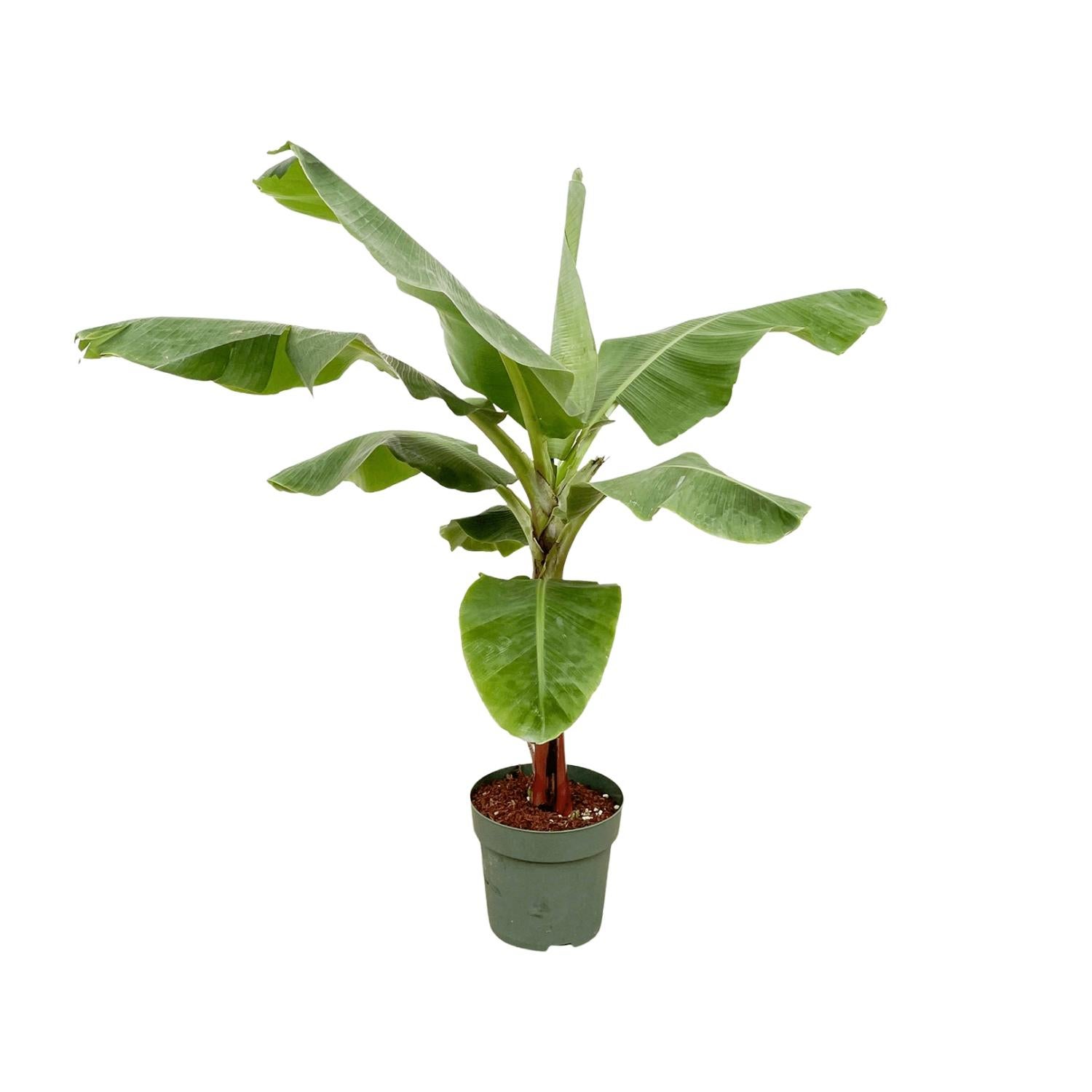 Bananier (Musa) - 170 cm - ø30– MOSELOTA Green | Leroy Merlin