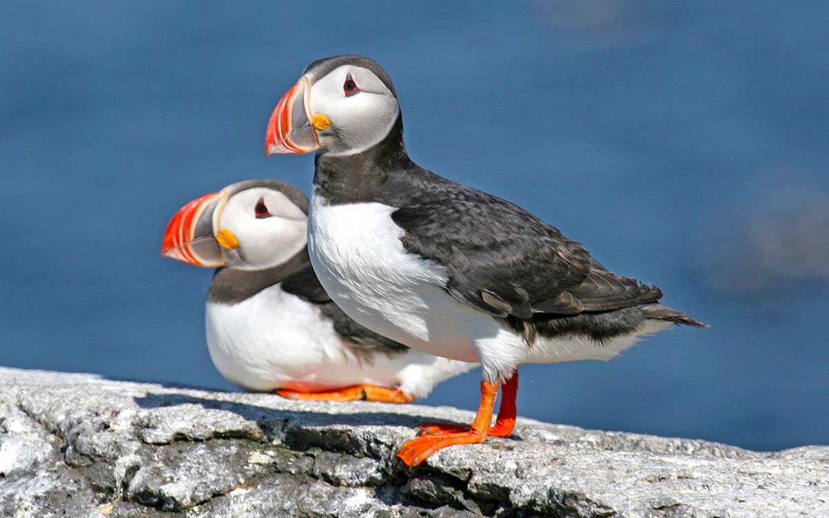 Cuadro fotográfico macabro en la isla a los monjes - 80x50 cm | Leroy ...