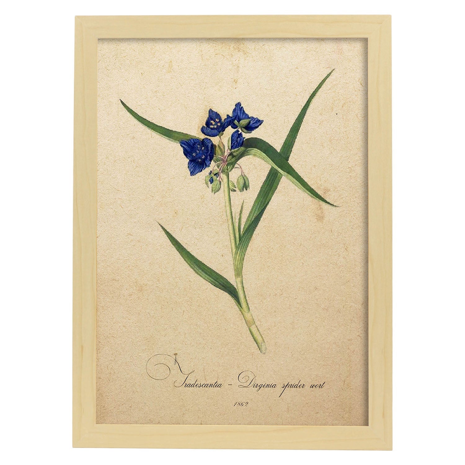 Affiche De Fleurs Vintage. Tradescantia Stratifié Avec Design Vintage ...