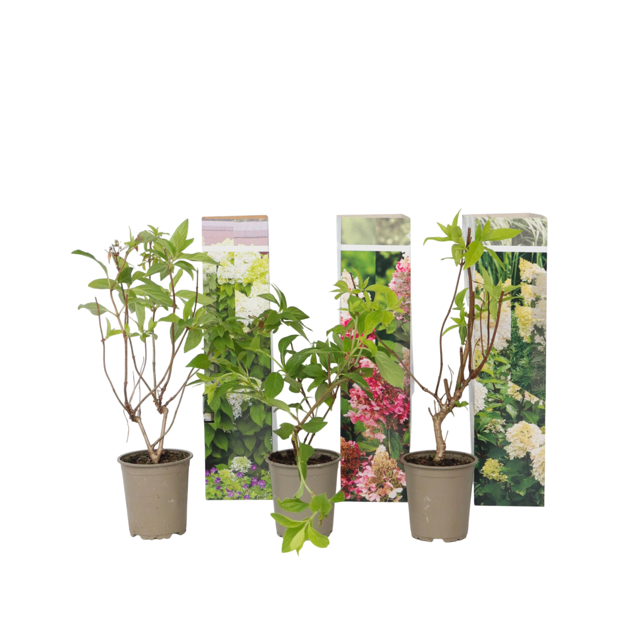 Hydrangea Paniculata - Mezcla de 3 - Hortensia panoja - ⌀9 cm - Altura ...