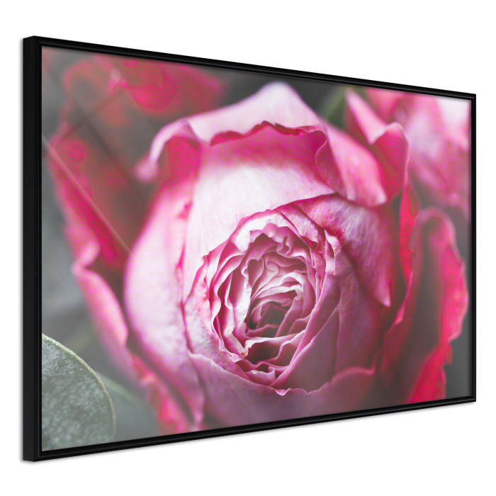 Affiche Murale Encadrée "Blooming Rose" 30 x 20 cm Noir | Leroy Merlin