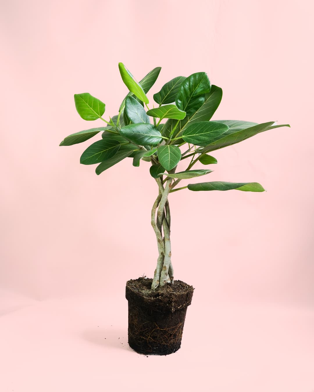 Ficus Benghalensis Audrey Trenzado | Comprar Online | Pur Plant | Leroy ...