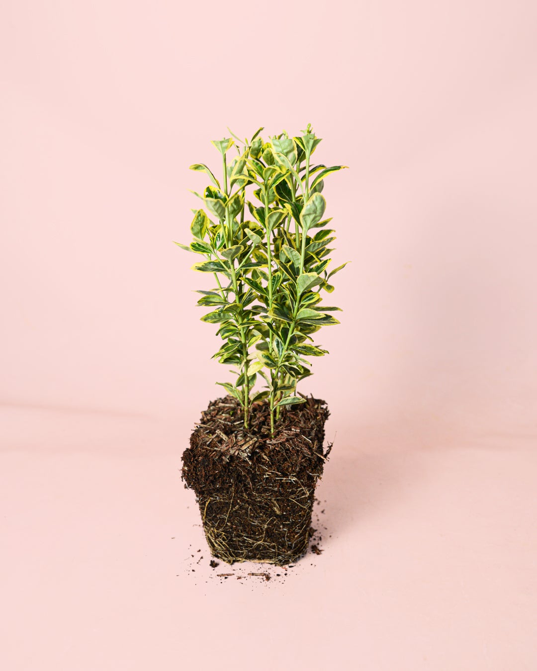 Euonymus Japonica Marieke | Planta Natural Exterior | Pur Plant | Leroy ...
