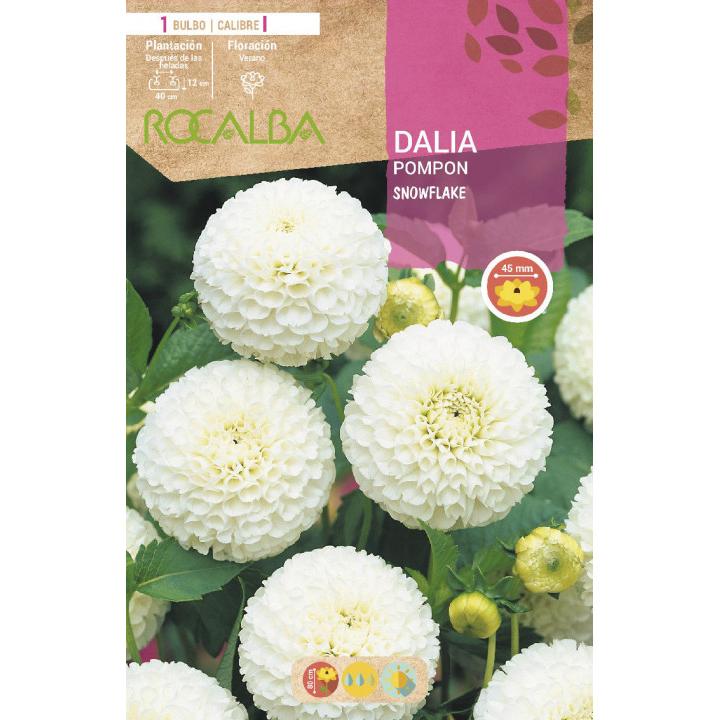 Bulbo Dalia pom pom blanca 1 | Leroy Merlin