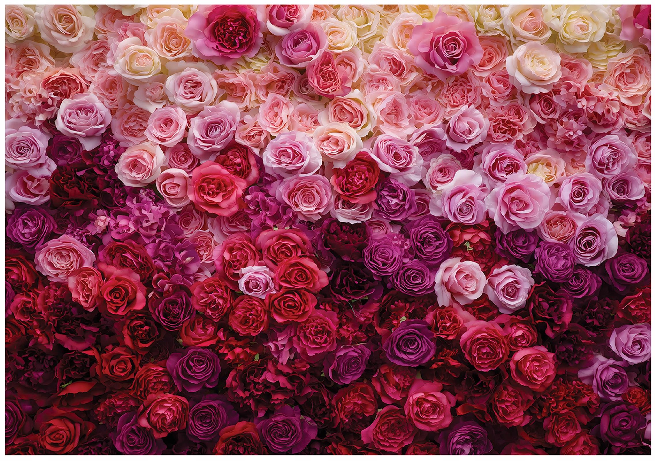 Papier Peint Panoramique Intissé Fleurs Rose Roses - 350x250 cm ...