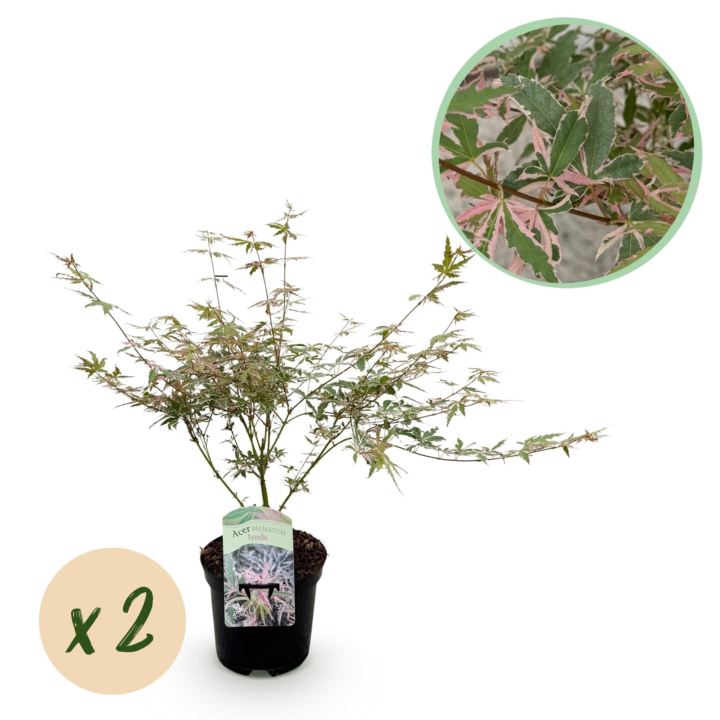 Green boutiQ Érable Japonais Acer palmatum Iyoshi – 2 plantes – Pot 19 ...