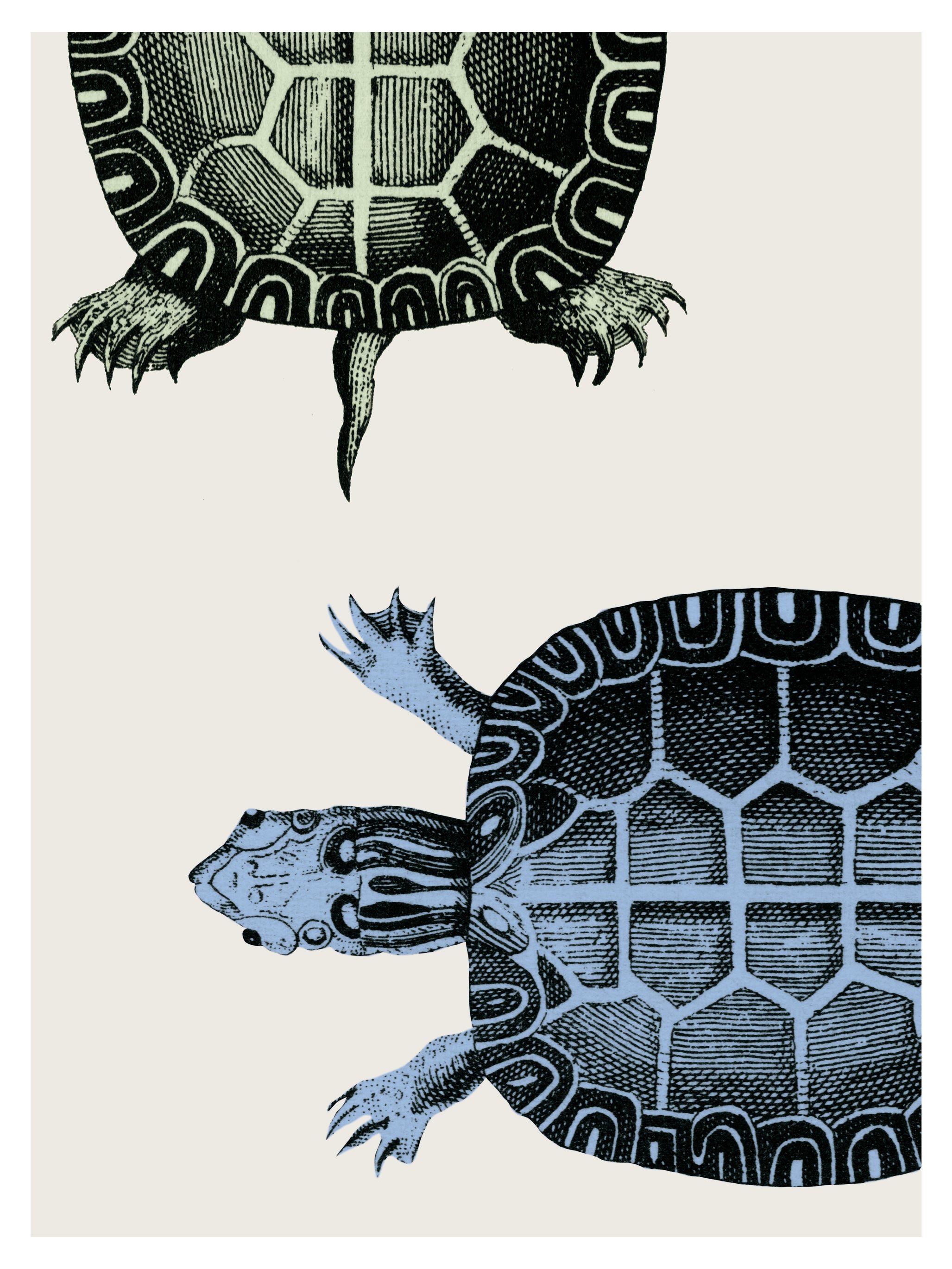 NATURE - Signature Poster - Turtle - 40x60 cm - BENEFFITO | Leroy Merlin
